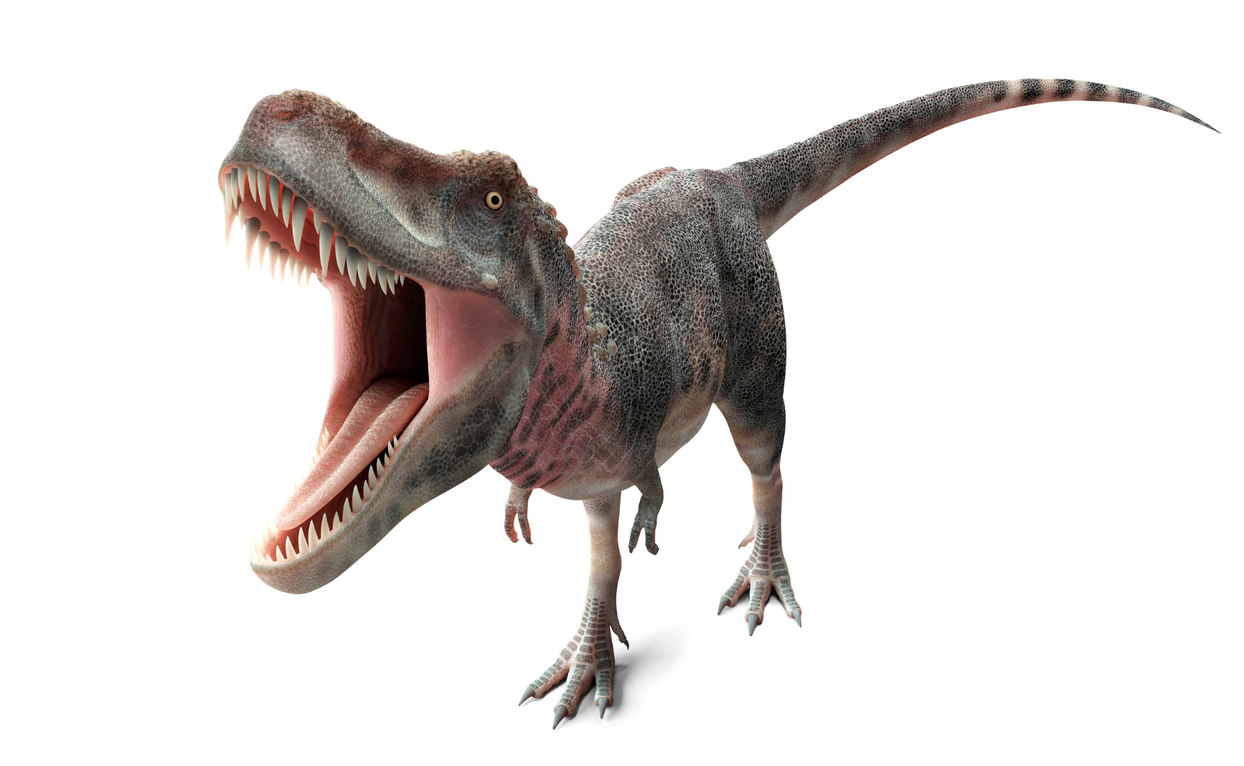 History Chip - The stories of our world | History Chip