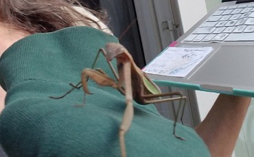 Test mantiss | History Chip